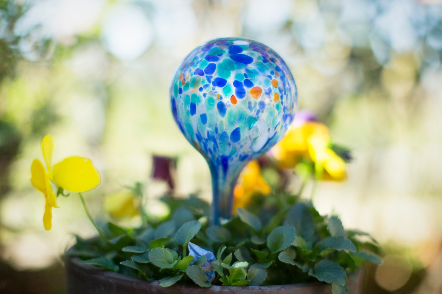 How to Use the Best Water Bulbs for Indoor Plants • Christina All Day