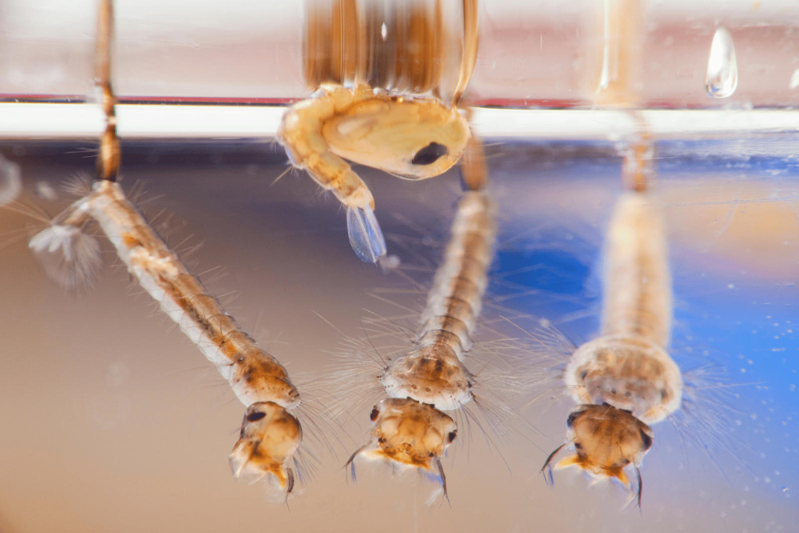 How to Keep Bugs Away From Your Swimming Pool • Christina All Day